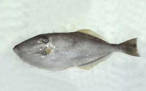 LEATHER JACKET – CHANCHO – Frigolab San Mateo | Frozen Fish Exporter ...