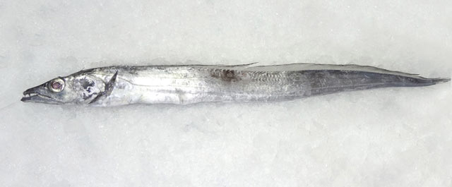 RIBBONFISH–CORBATA-(lepturacanthus-saval) – Frigolab San Mateo | Frozen ...